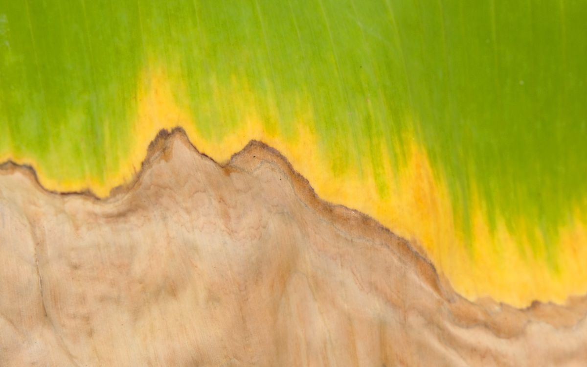 What To Do When Indoor Banana Plant Leaves Turns Brown