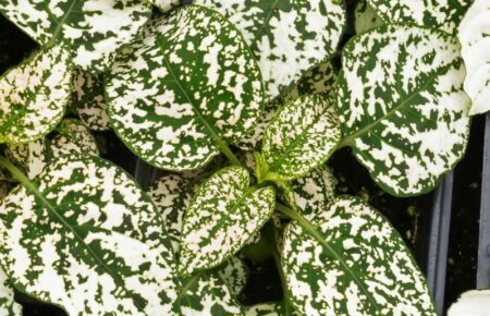 7 Types of Polka Dot Plants (Don't Miss The 6th!)