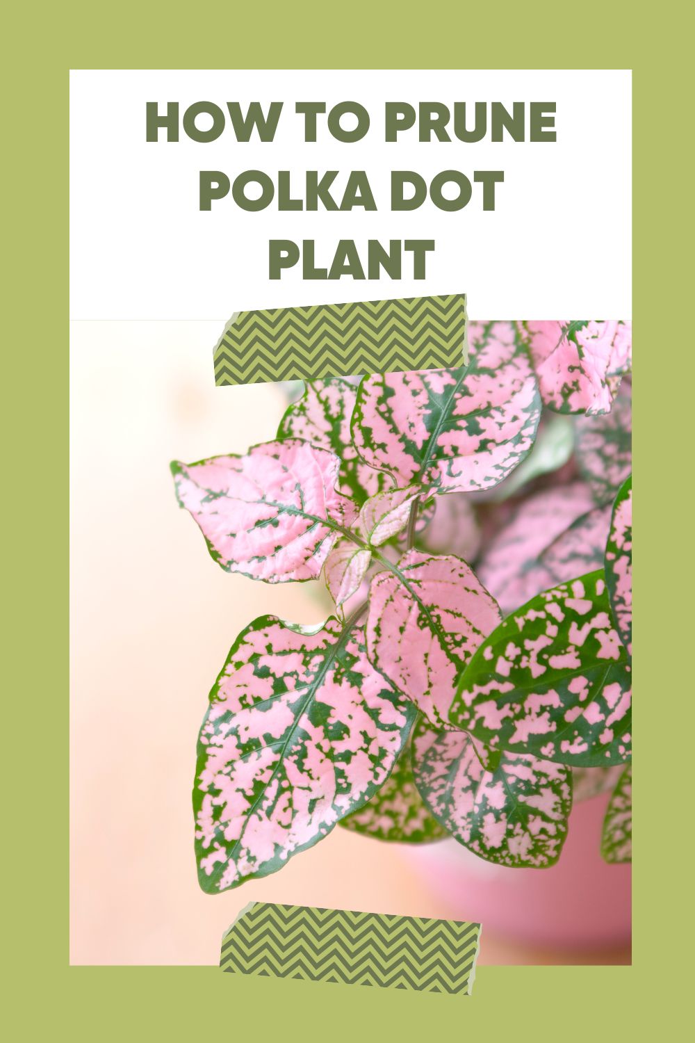 How To Prune Polka Dot Plants (The RIGHT Way) How To Prune Polka Dot Plants (The RIGHT Way)