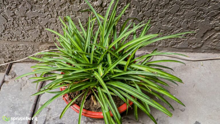 All Types Of Spider Plants [16 Chlorophytum Comosum Varieties]