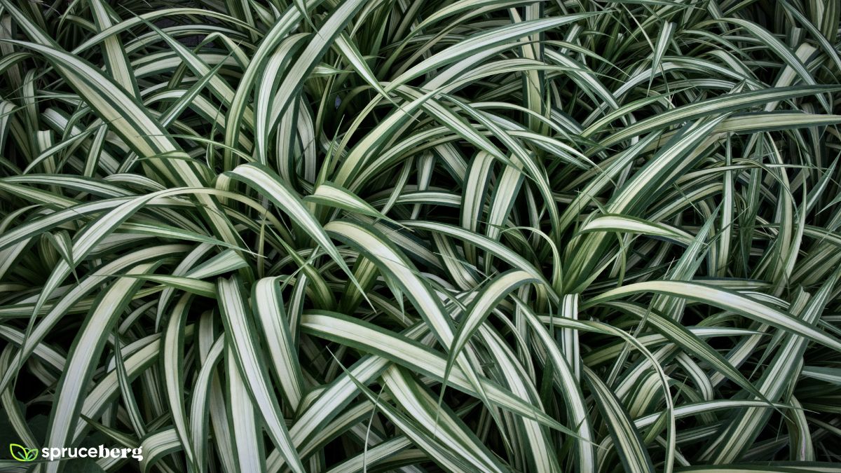 All Types Of Spider Plants [16 Chlorophytum Comosum Varieties]